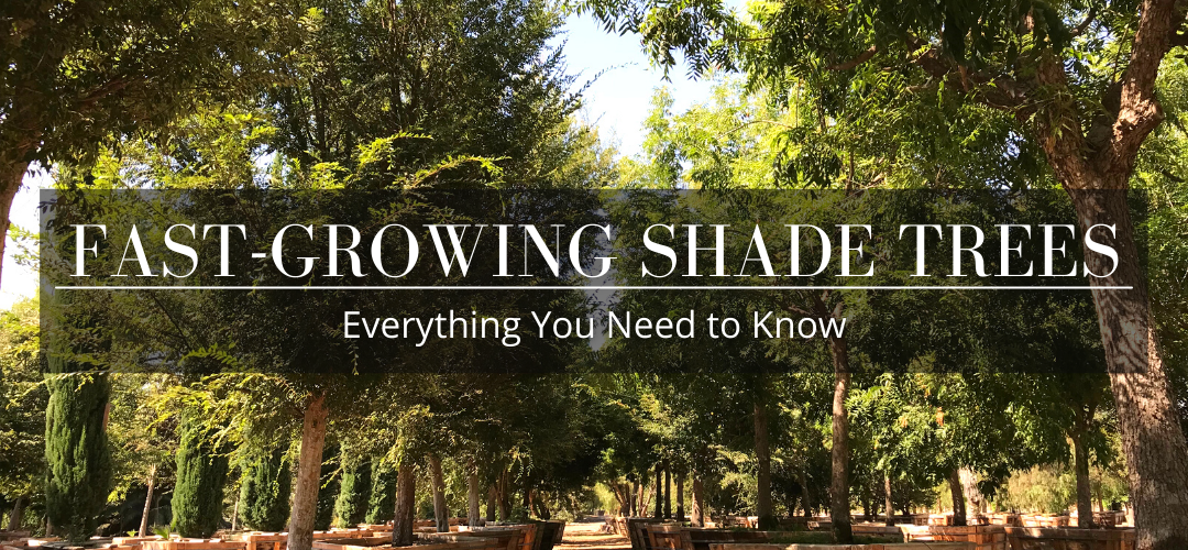 FAST-GROWING SHADE TREES: EVERYTHING YOU NEED TO KNOW