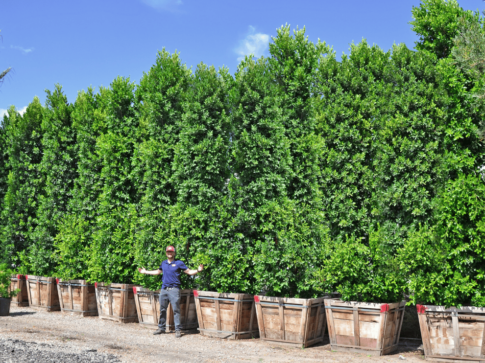 TOP 5 HOLLYWOOD STYLE HEDGES