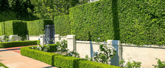 TOP 5 HOLLYWOOD STYLE HEDGES