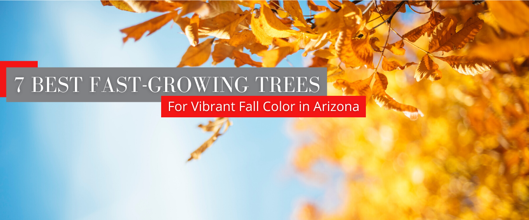 7 Best Fast-Growing Trees for Vibrant Fall Color in Arizona