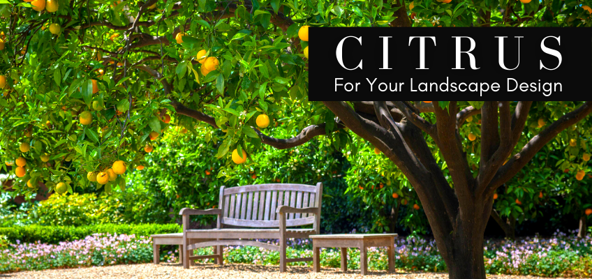 THE BEST CITRUS FOR YOUR LANDSCAPE DESIGN
