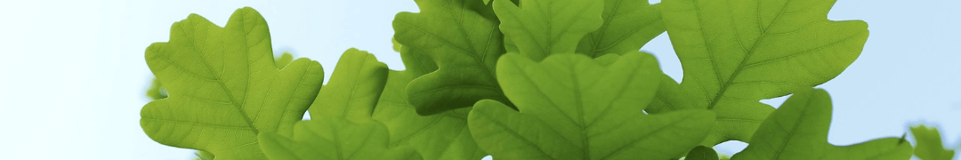 GROWING TO THE MOON: THE HISTORY OF MOON VALLEY NURSERIES