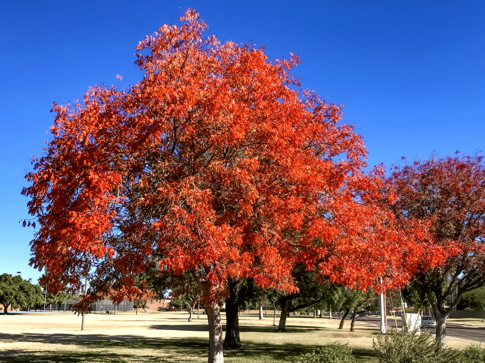 August Landscape & Garden Tips for Arizona in 2023