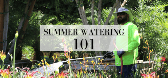 SUMMER WATERING 101
