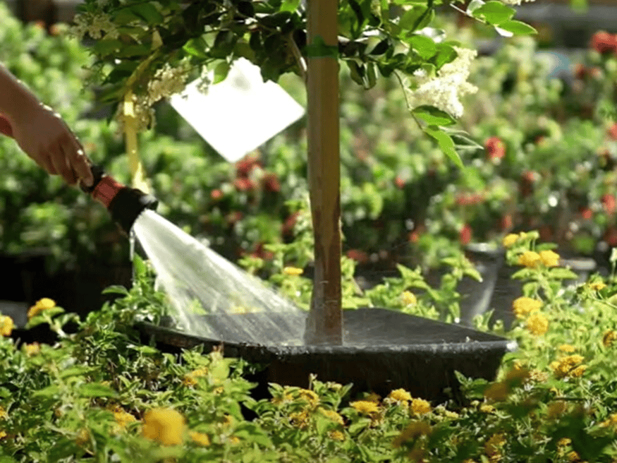 July Landscape & Garden Tips