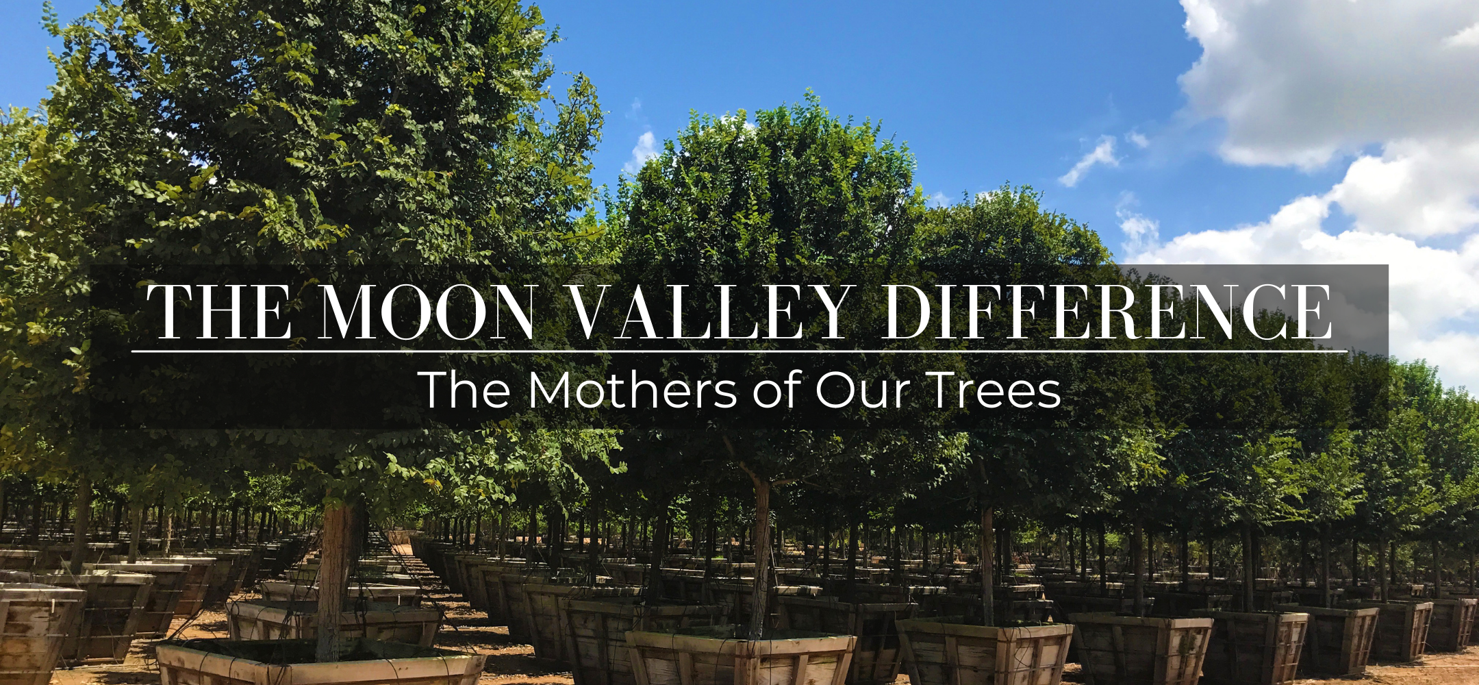 THE MOON VALLEY DIFFERENCE: THE MOTHERS OF OUR TREES