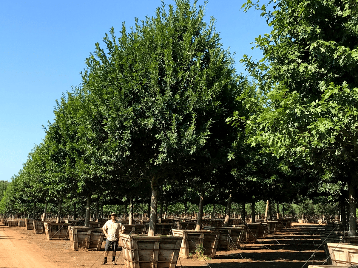 THE MOON VALLEY DIFFERENCE: THE MOTHERS OF OUR TREES