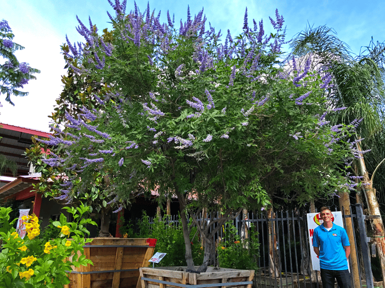 TROPICAL BACKYARD IDEAS – PART 3: THE FLOWERING TREES & PLANTS OF PARADISE