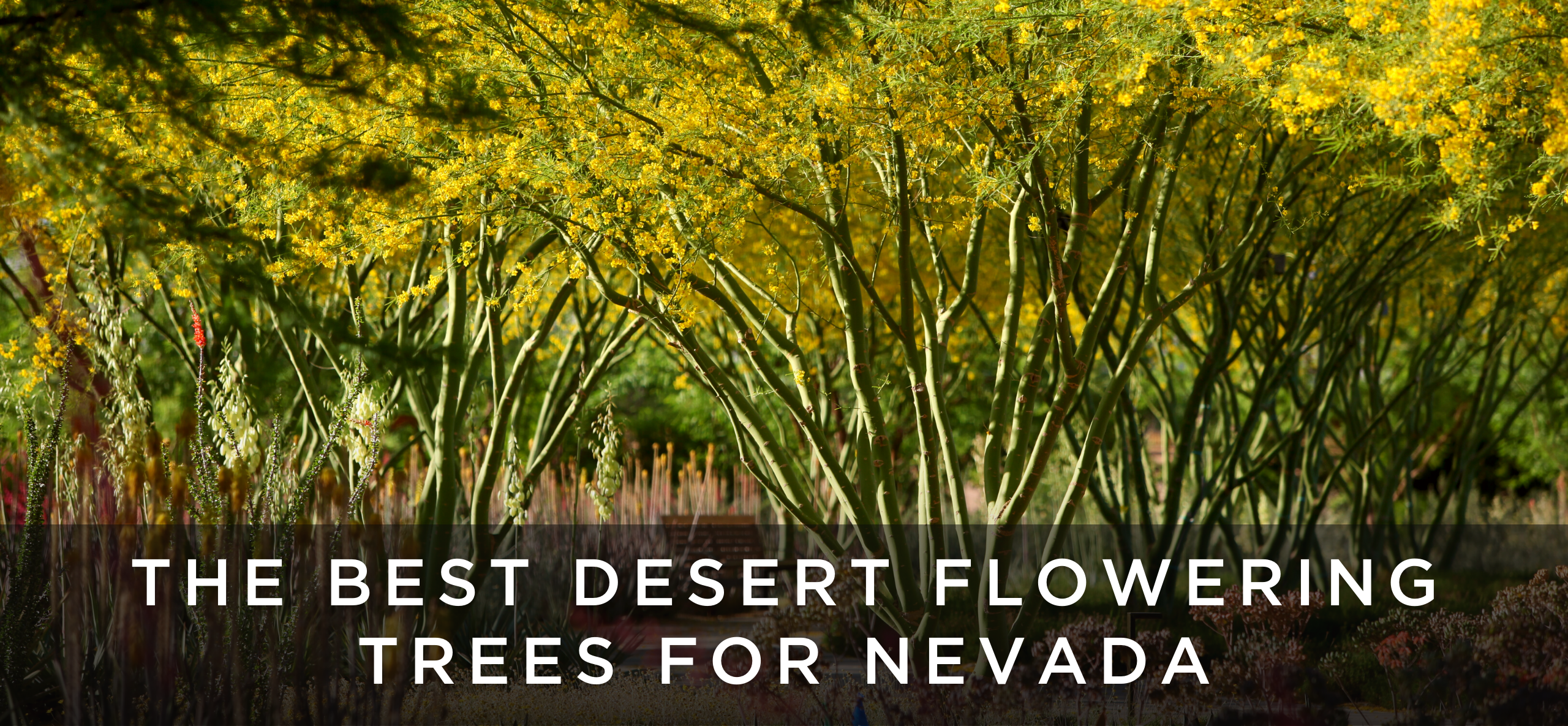 The Best Flowering Desert Trees for Nevada