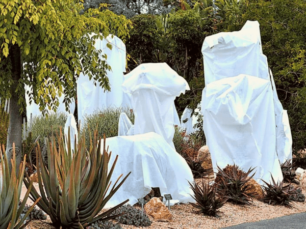 Winter Landscape Tips: 3 Steps to Protect Your Trees from Frost Damage