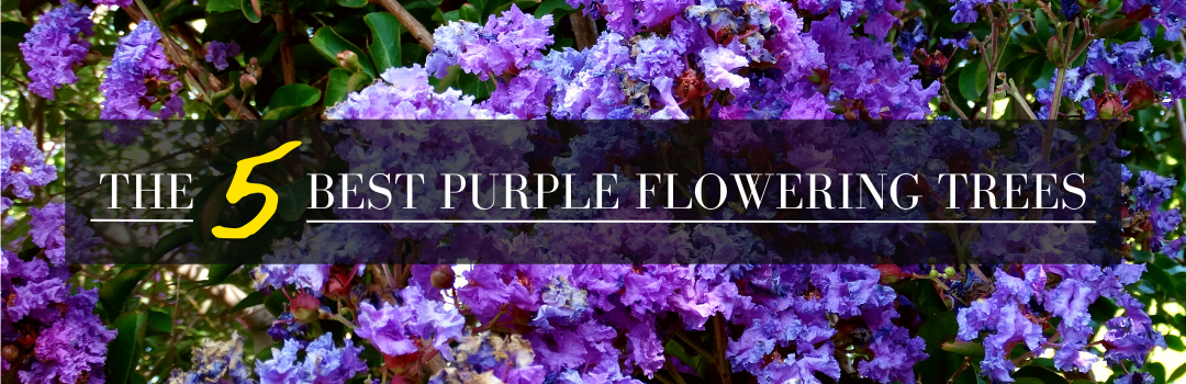 The Top 5 Purple Flowering Trees