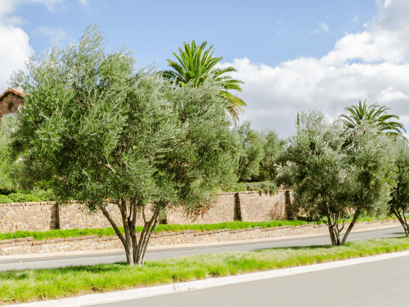 The Olive Tree: A Hardy Evergreen Tree for Shade & Classic Style