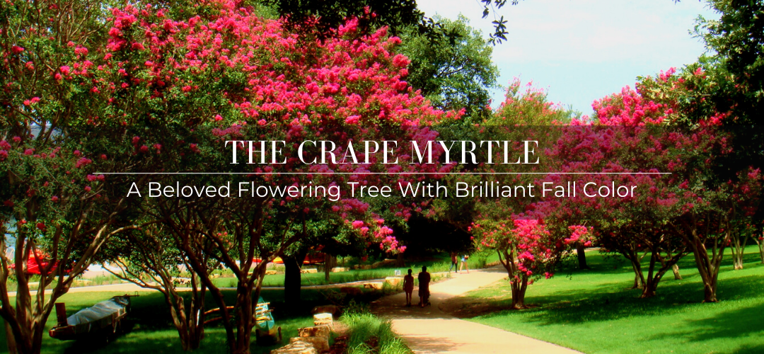The Crape Myrtle: A Beloved Flowering Tree With Brilliant Fall Color