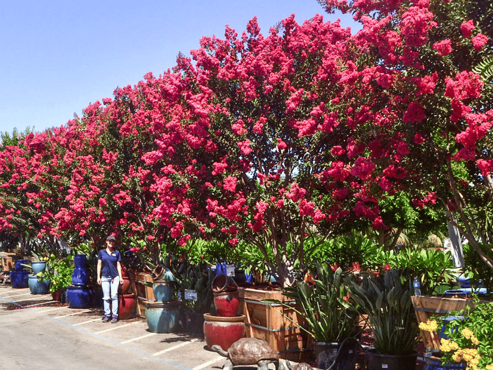 The Crape Myrtle: A Beloved Flowering Tree With Brilliant Fall Color