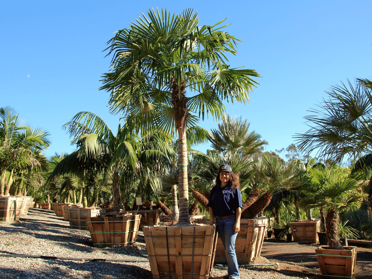 The Top 10 Palm Trees for California & Where to Plant Them!