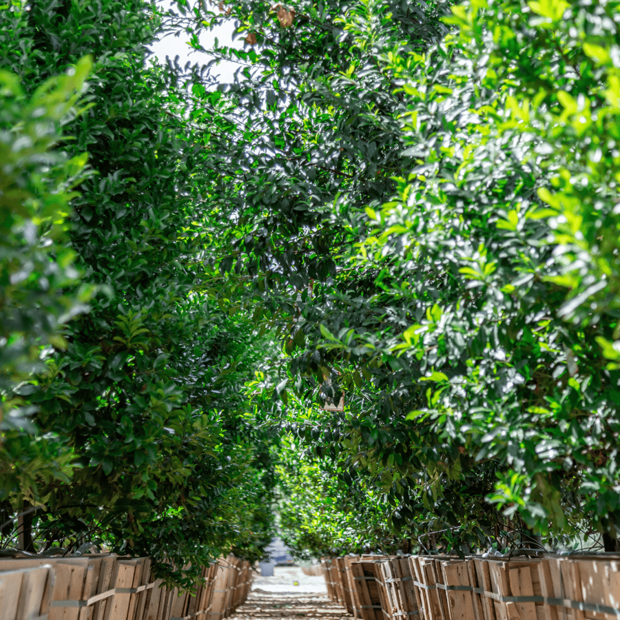 September Landscape & Garden Tips for 2025