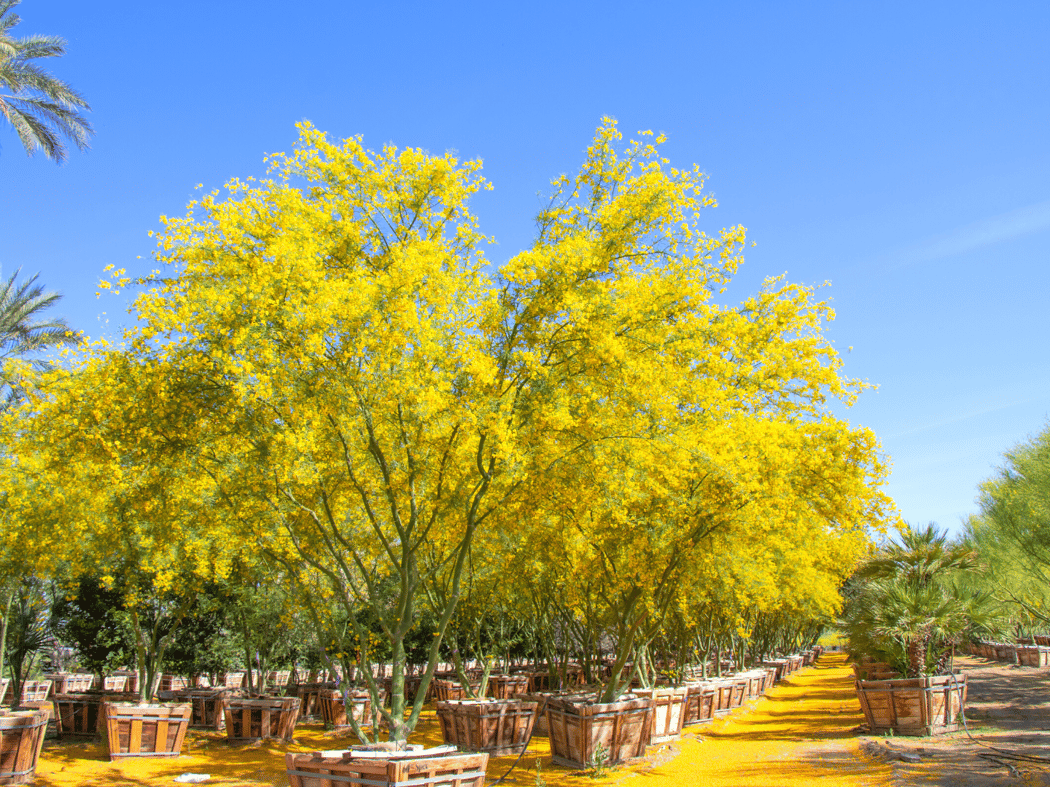 The Top 10 Flowering Trees For Spring & Summer Blooms in Arizona