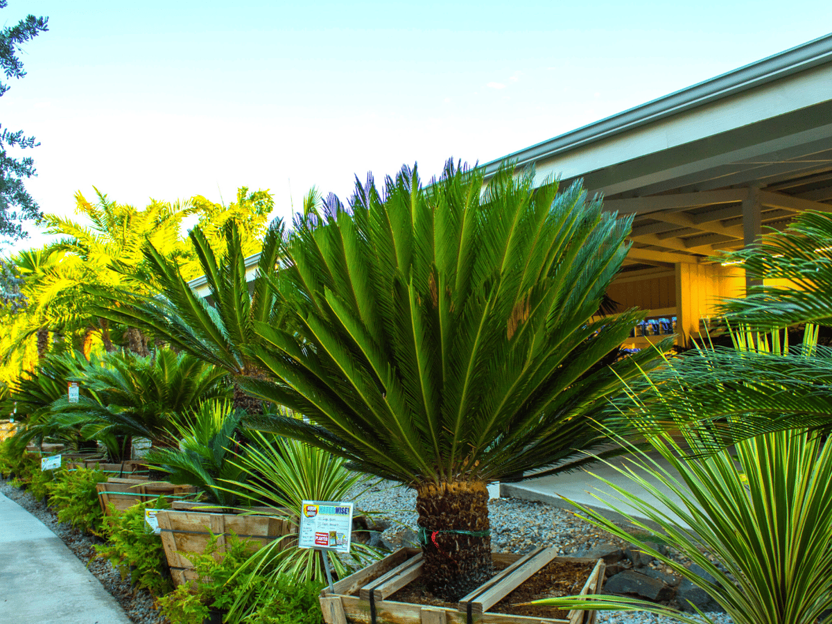 How To Create A Outdoor Oasis With Palms, Trees, & Shrubs