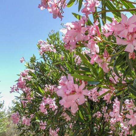 Top 10 Trees & Shrubs For A Privacy Hedge