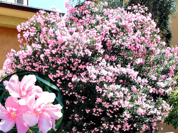 The Best Pink Flowering Trees