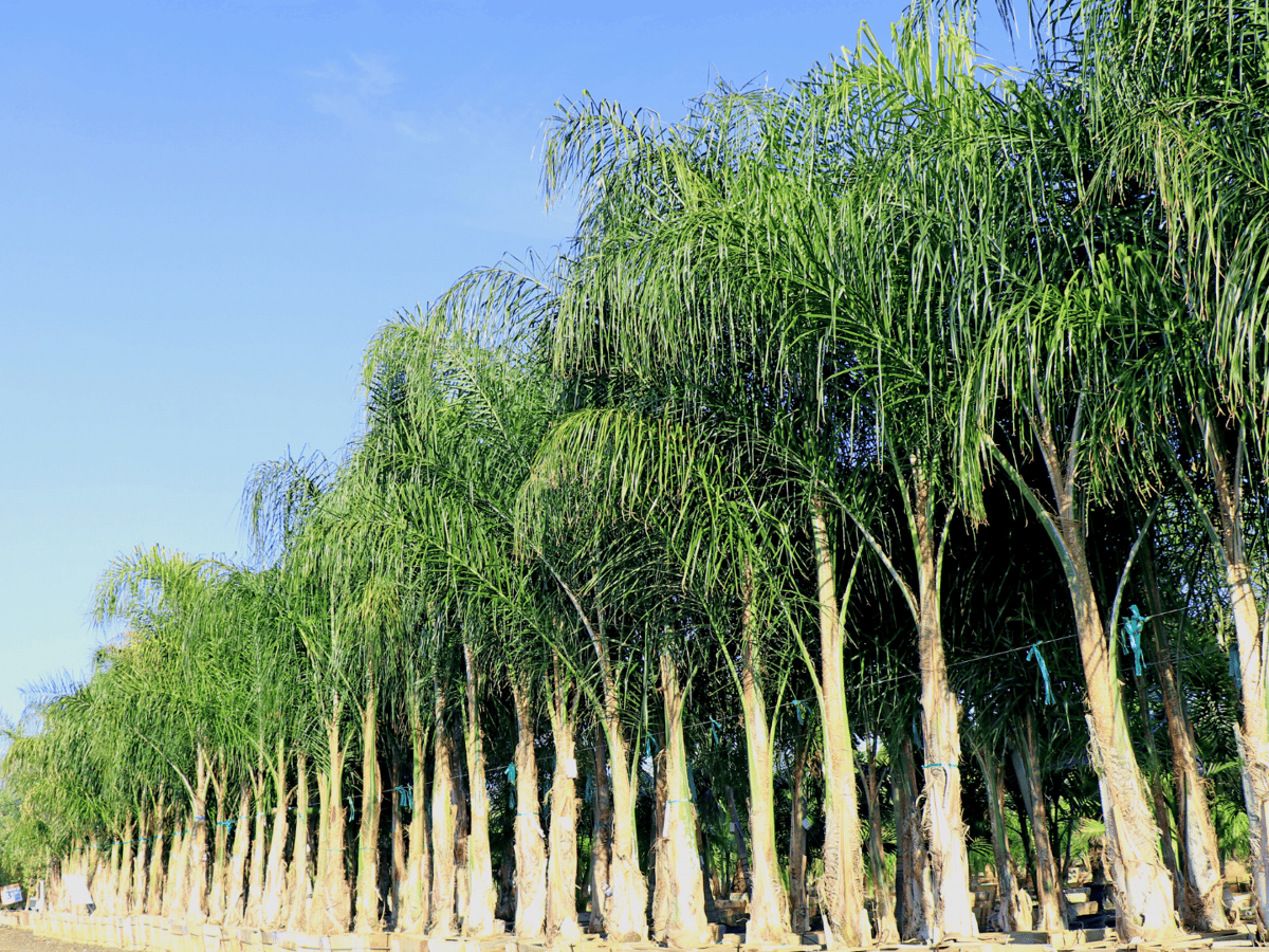 The Top 10 Palm Trees for Texas & Where to Plant Them!