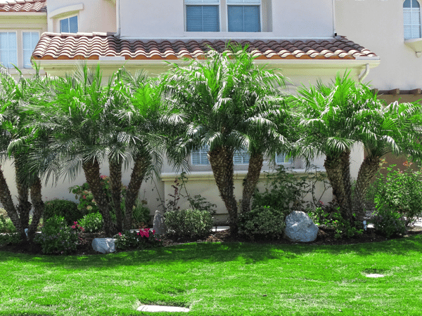 The Top 10 Palm Trees for California & Where to Plant Them!