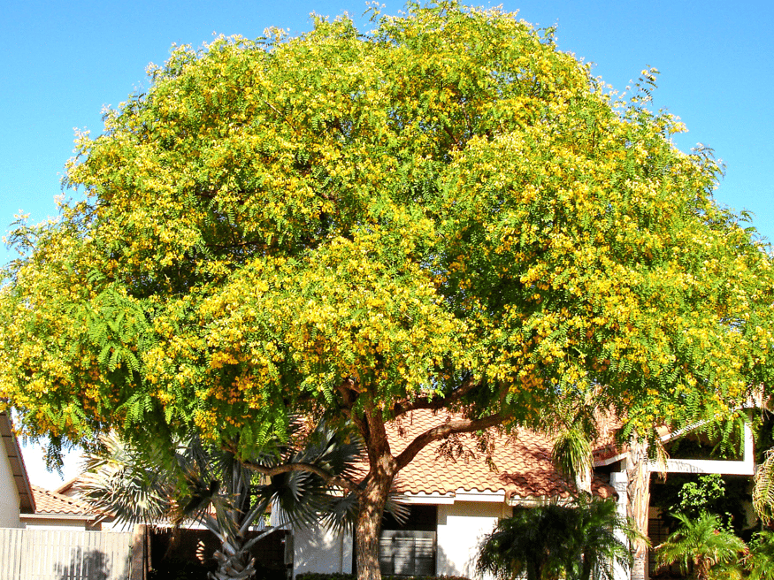 The Top 10 Flowering Trees For Spring & Summer Blooms in Arizona