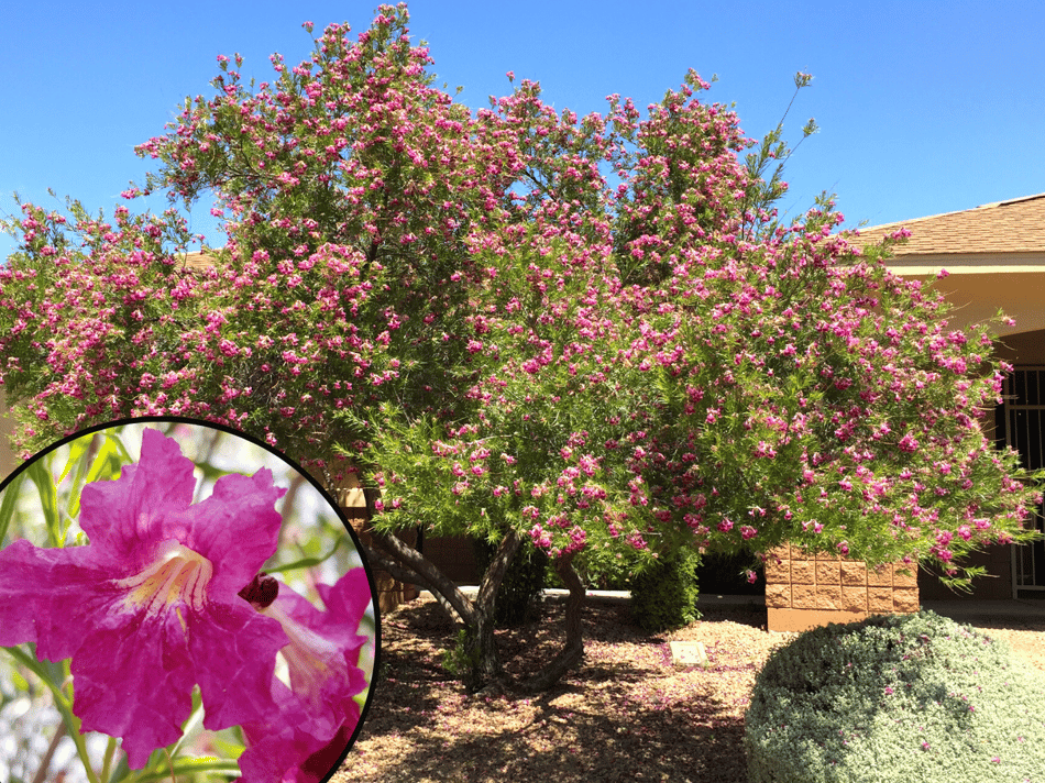 The Best Pink Flowering Trees