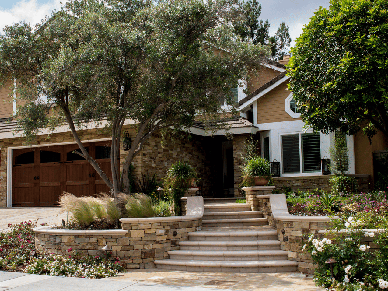 The Olive Tree: A Hardy Evergreen Tree for Shade & Classic Style