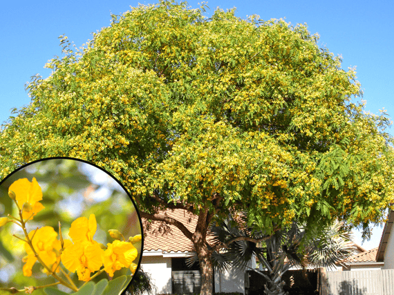 The Top 5 Yellow Flowering Trees