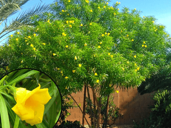 The Top 5 Yellow Flowering Trees