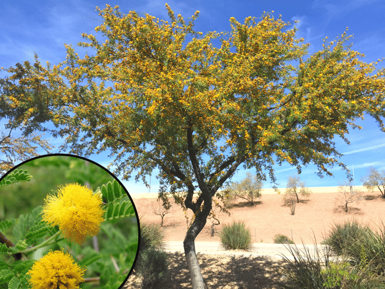 The Top 5 Yellow Flowering Trees