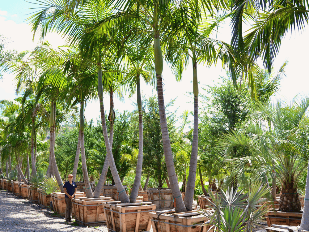 The Top 10 Palm Trees for California & Where to Plant Them