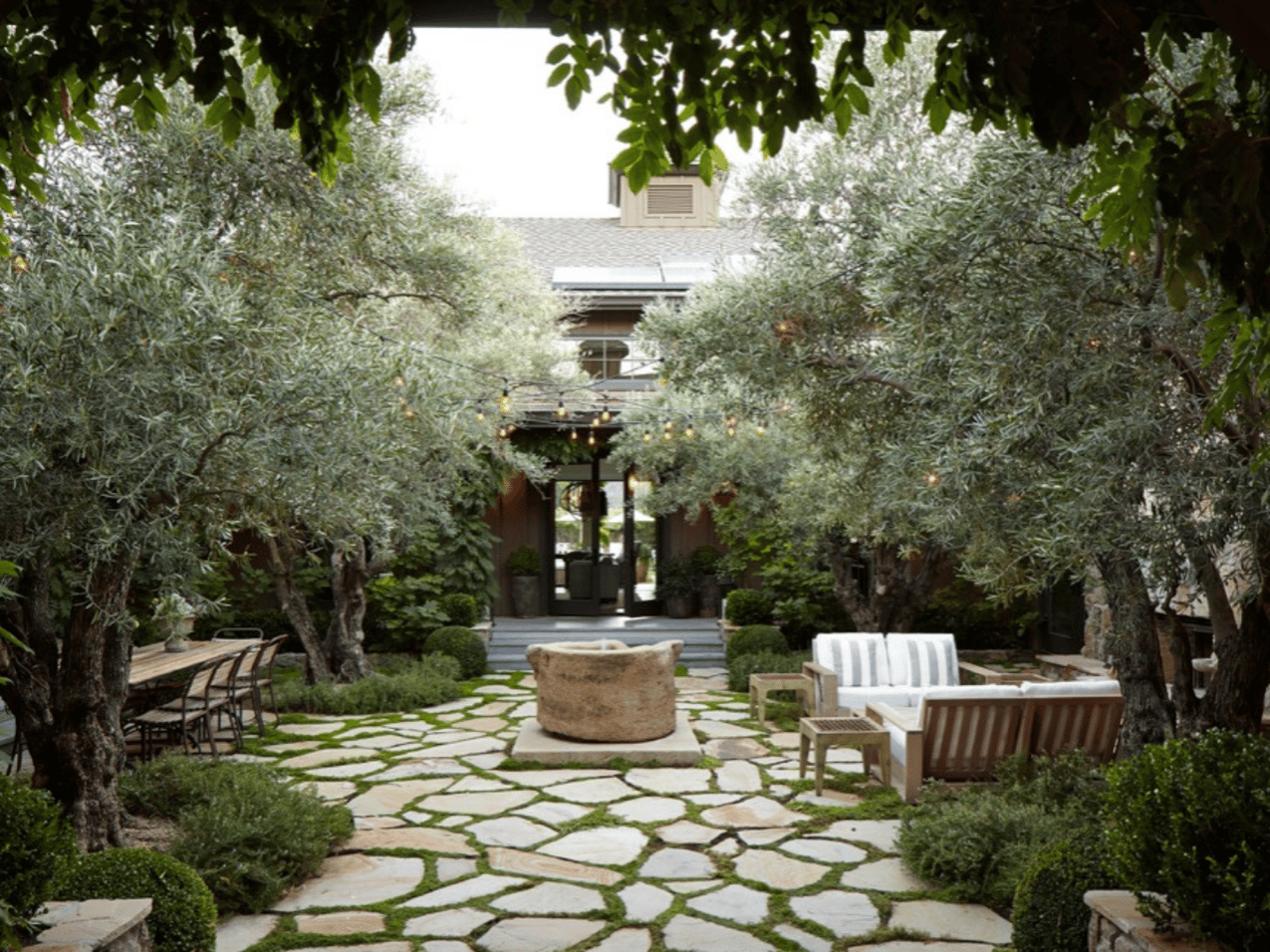 The Olive Tree: A Hardy Evergreen Tree for Shade & Classic Style