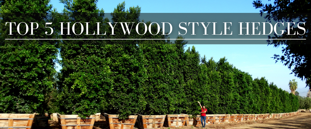 TOP 5 HOLLYWOOD STYLE HEDGES
