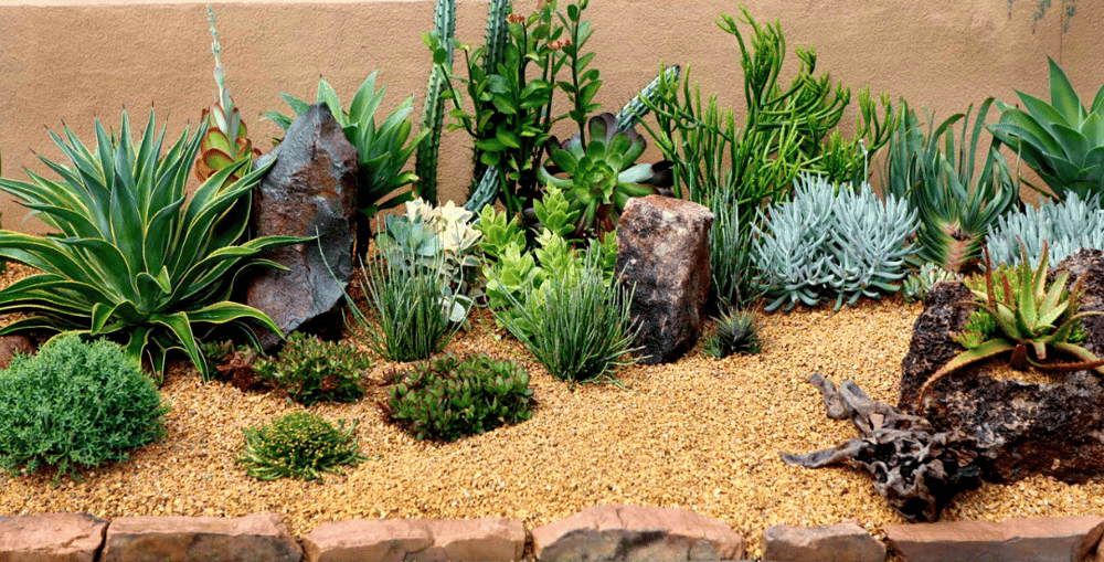 Xeriscape 101: Your Guide to Drought-Tolerant Landscaping in 2022