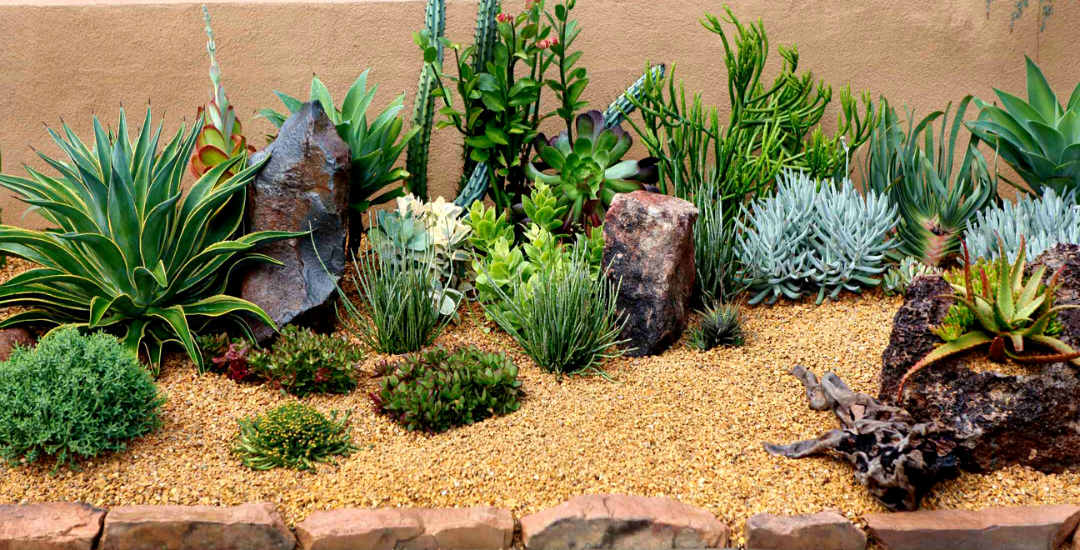 Xeriscape 101: Your Guide to Drought-Tolerant Landscaping in 2022