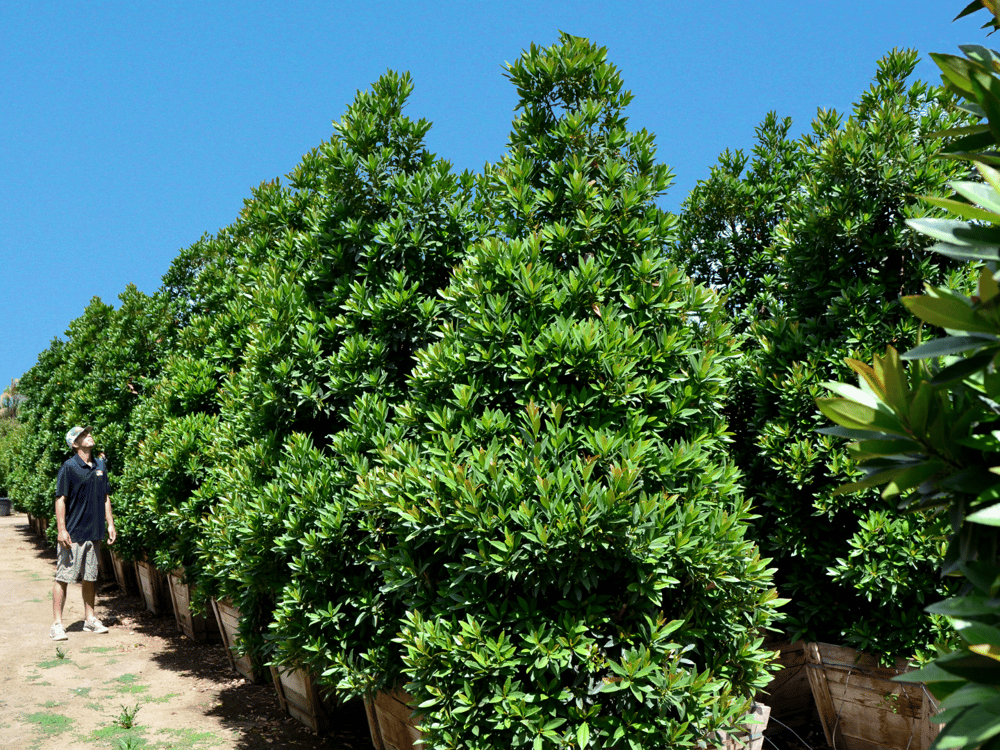 Why Hedges are Perfect for Any Landscape in Southern California