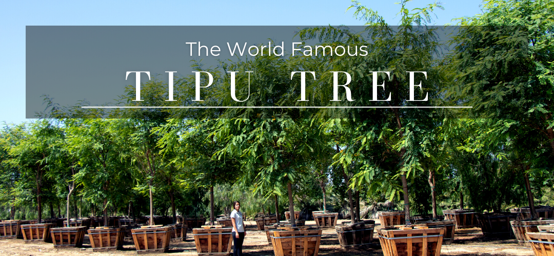 The World Famous Tipu Tree