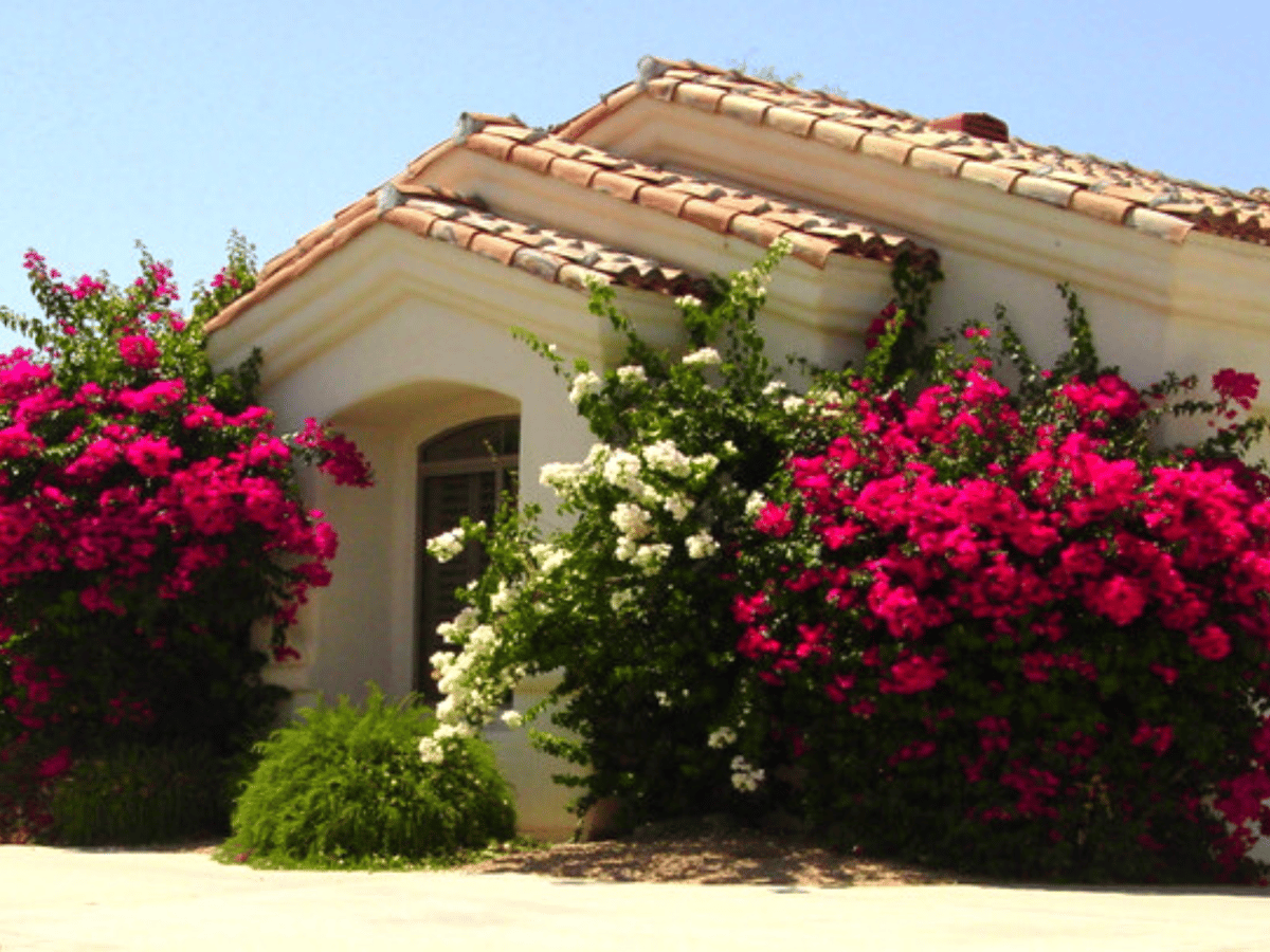 DEFENSIVE LANDSCAPING: 5 PLANTS TO DETER TRESPASSERS