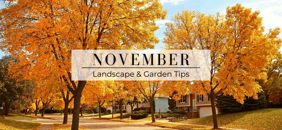 November Landscape and Garden Tips - Updated 2021