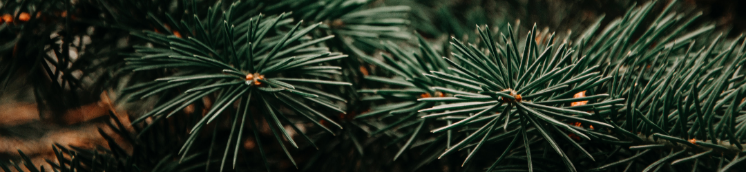 The Ultimate Arizona Christmas Tree Info Guide