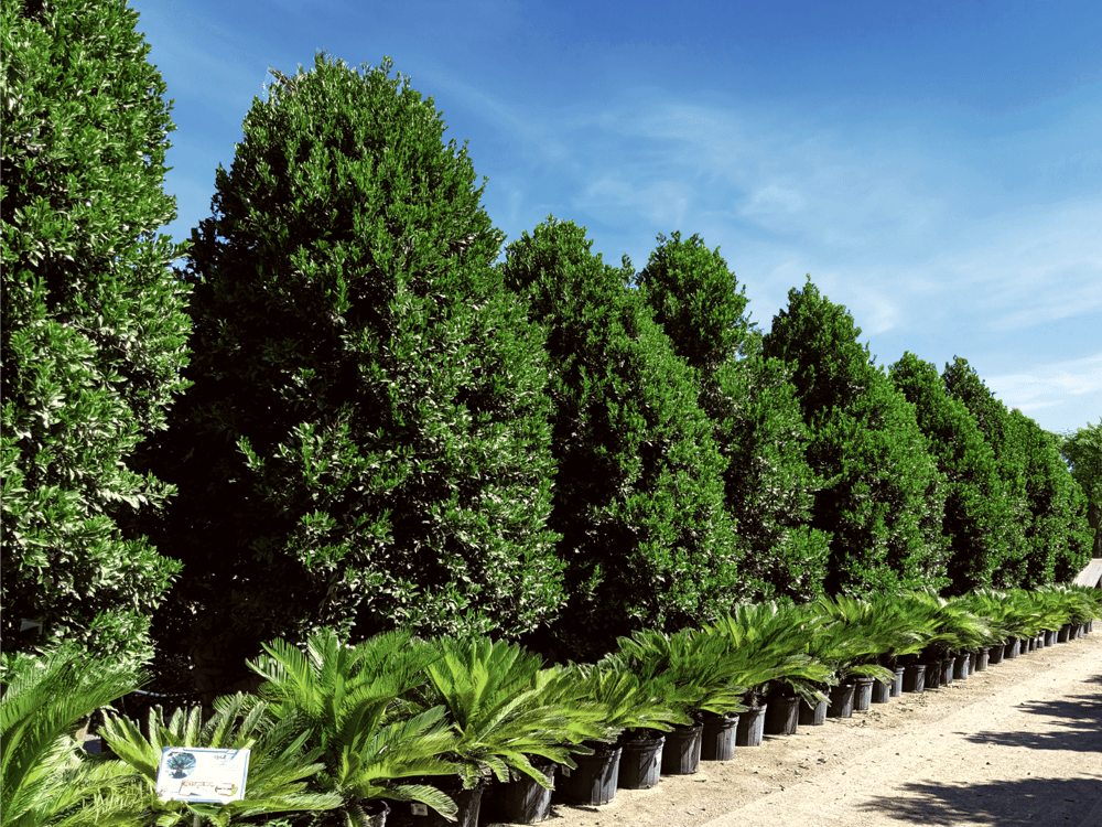 December Landscape & Garden Tips for Arizona in 2022