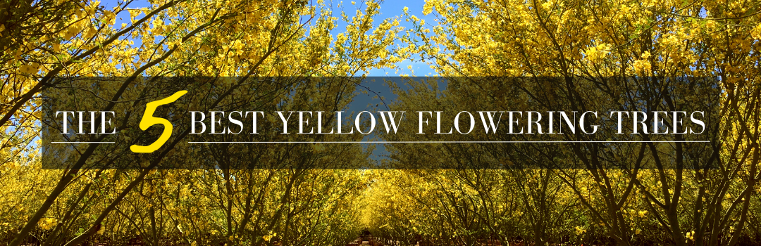 The Top 5 Yellow Flowering Trees