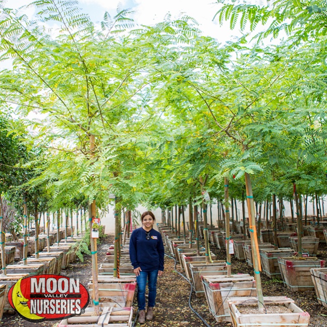 The World Famous Tipu Tree