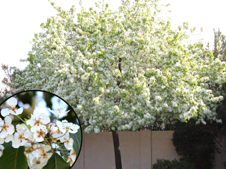 The Top 5 White Flowering Trees
