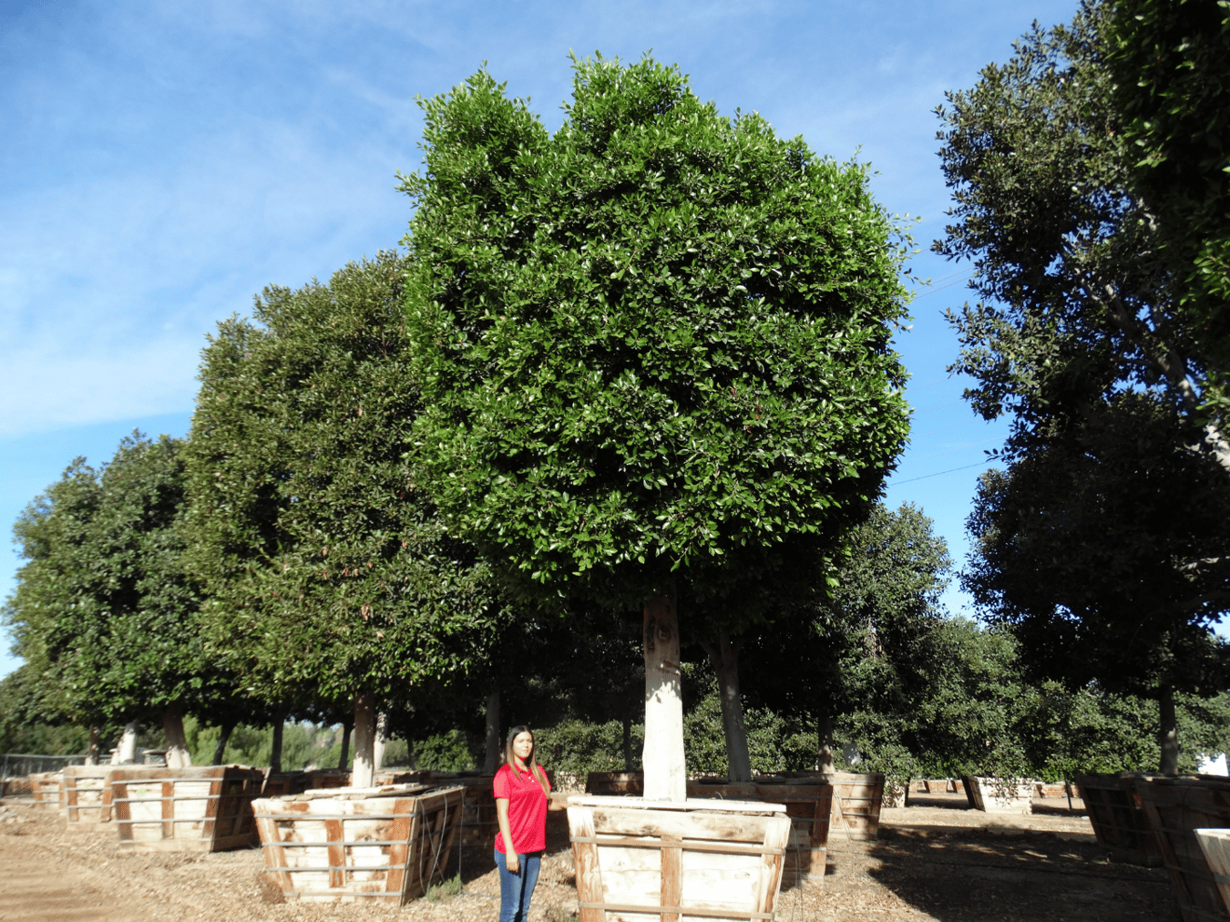 MOON VALLEY NURSERIES GROWING CUSTOM TREES FOR OVER 25 YEARS