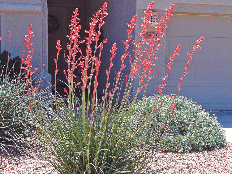 The Essential Guide to Drought Tolerant Plants for California