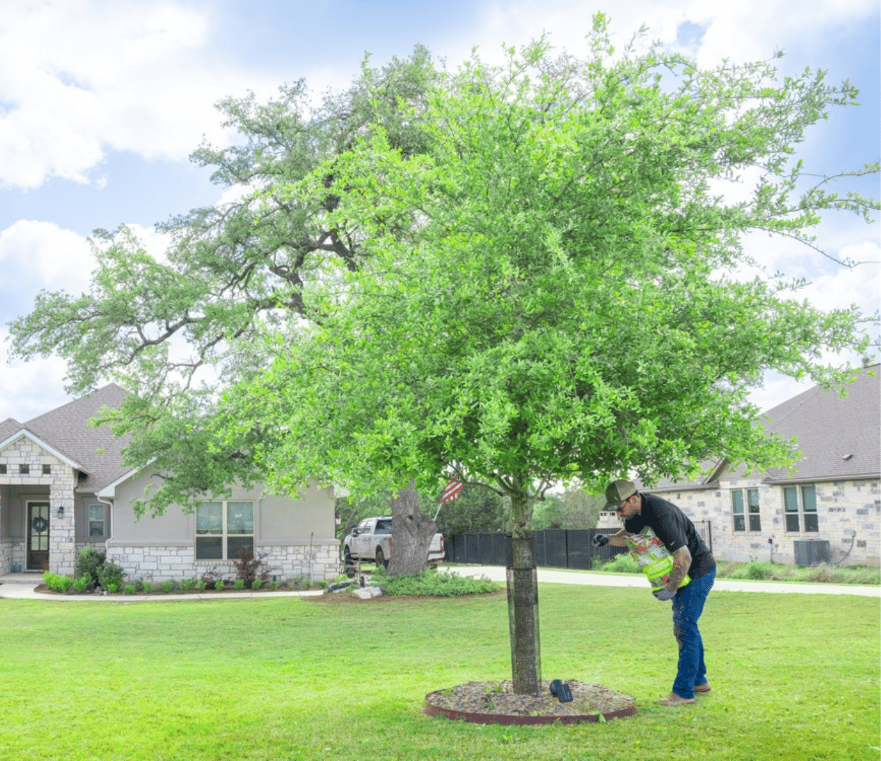 Combat Manganese Deficiency in Trees: Your Guide to a Healthy Landscape