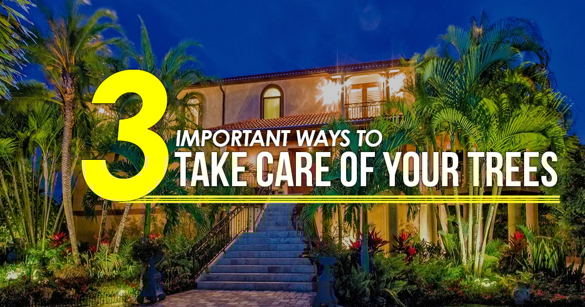 3 Important Ways to Take Care of Your Trees